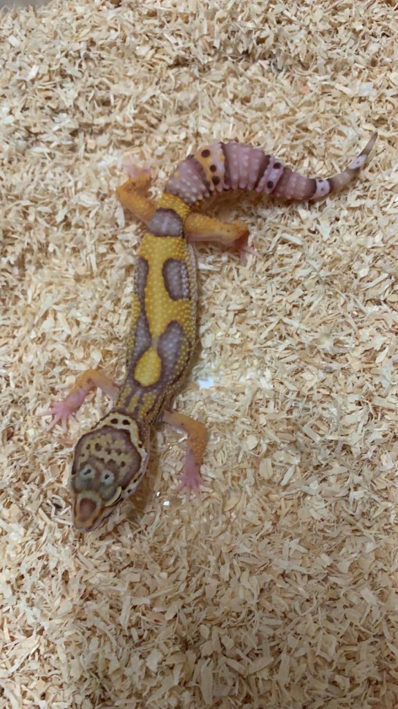 Nº124 Sunglow Bell (posible hembra) | ReptileStore