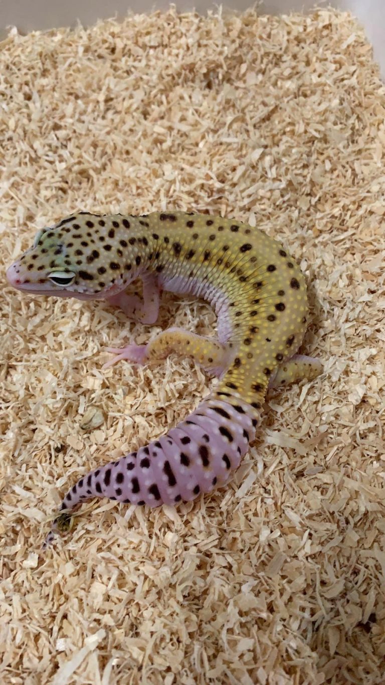 Nº81 Gecko Leopardo Patternless Stripe Eclipse (posible hembra ...