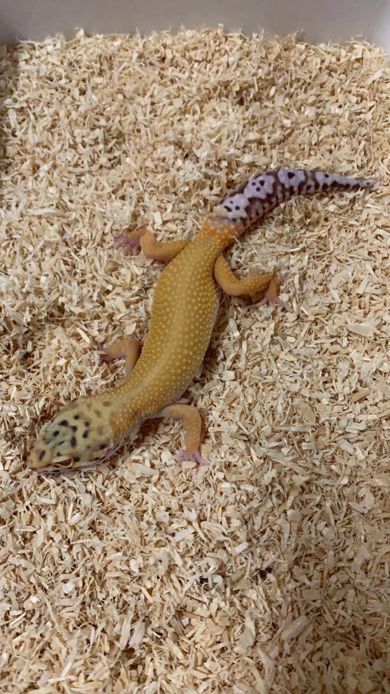 Nº82 Gecko Leopardo Sunglow Bell (posible hembra) | ReptileStore