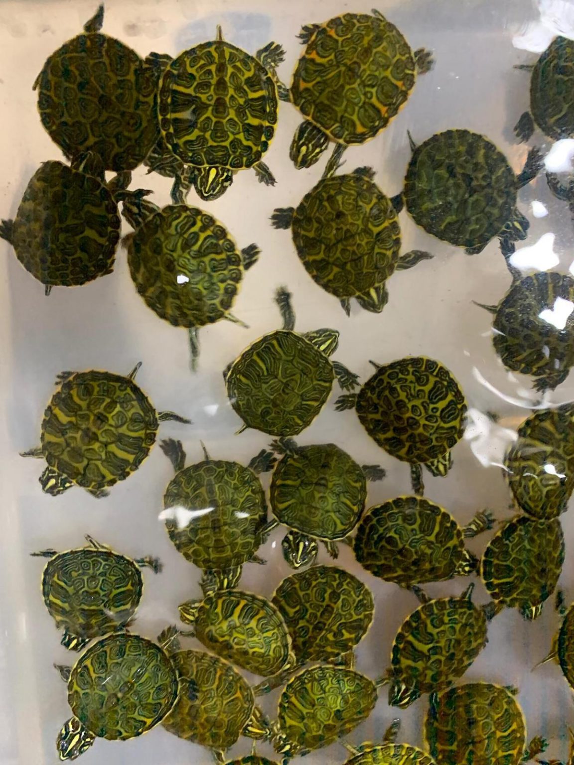Pseudemys Nelsoni | ReptileStore